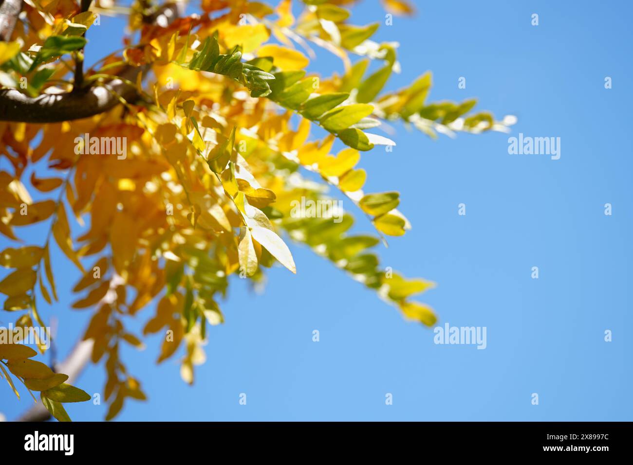 Autumn Honey Locust Changing Color Stock Photo - Alamy