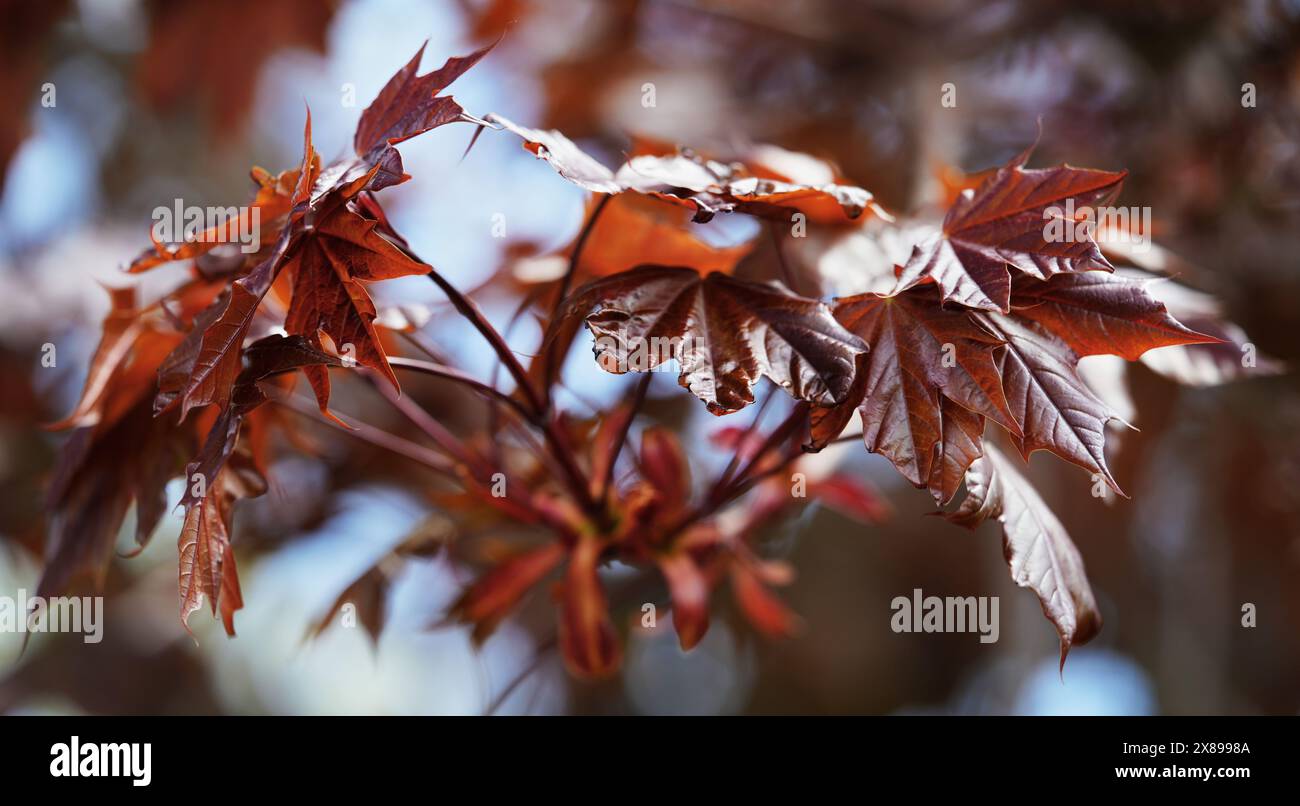 Norway Maple Leafing Out Stock Photo - Alamy
