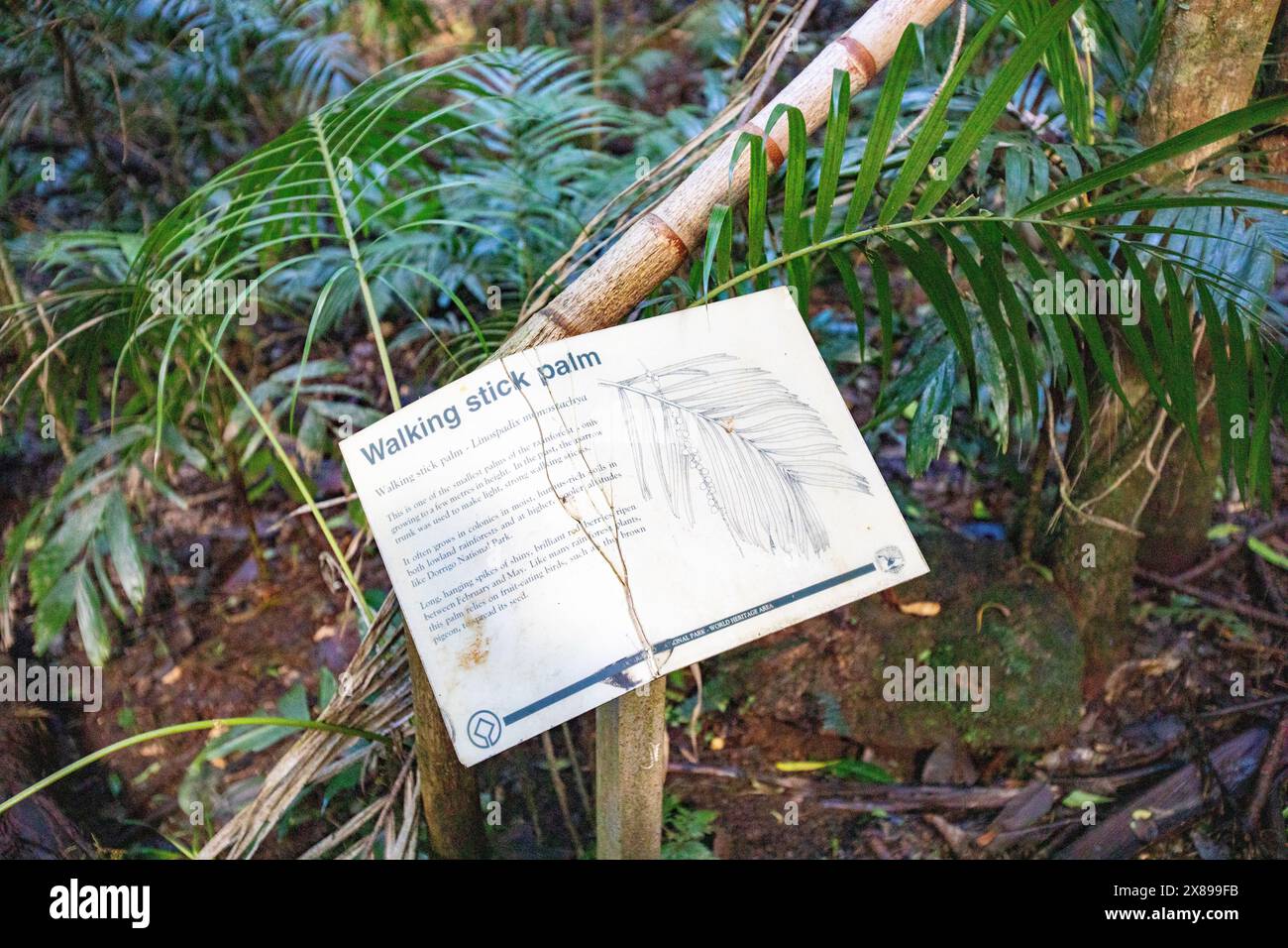 Linospadix monostachyos, walking stick palm, grows in rainforest ...