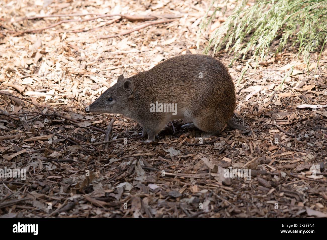 Bandicoots are about the size of a rat and have a pointy snout, humped ...
