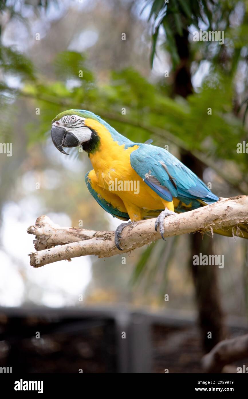 the Back and upper tail feathers of the blue and gold macaw are ...