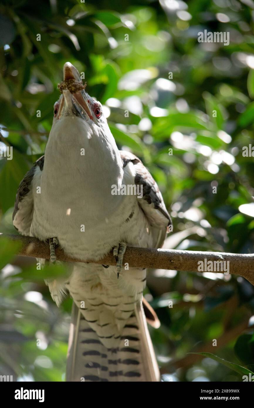 the Channel-billed Cuckoo has a massive pale, down-curved bill, grey ...
