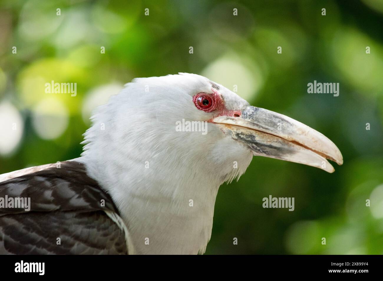 the Channel-billed Cuckoo has a massive pale, down-curved bill, grey ...