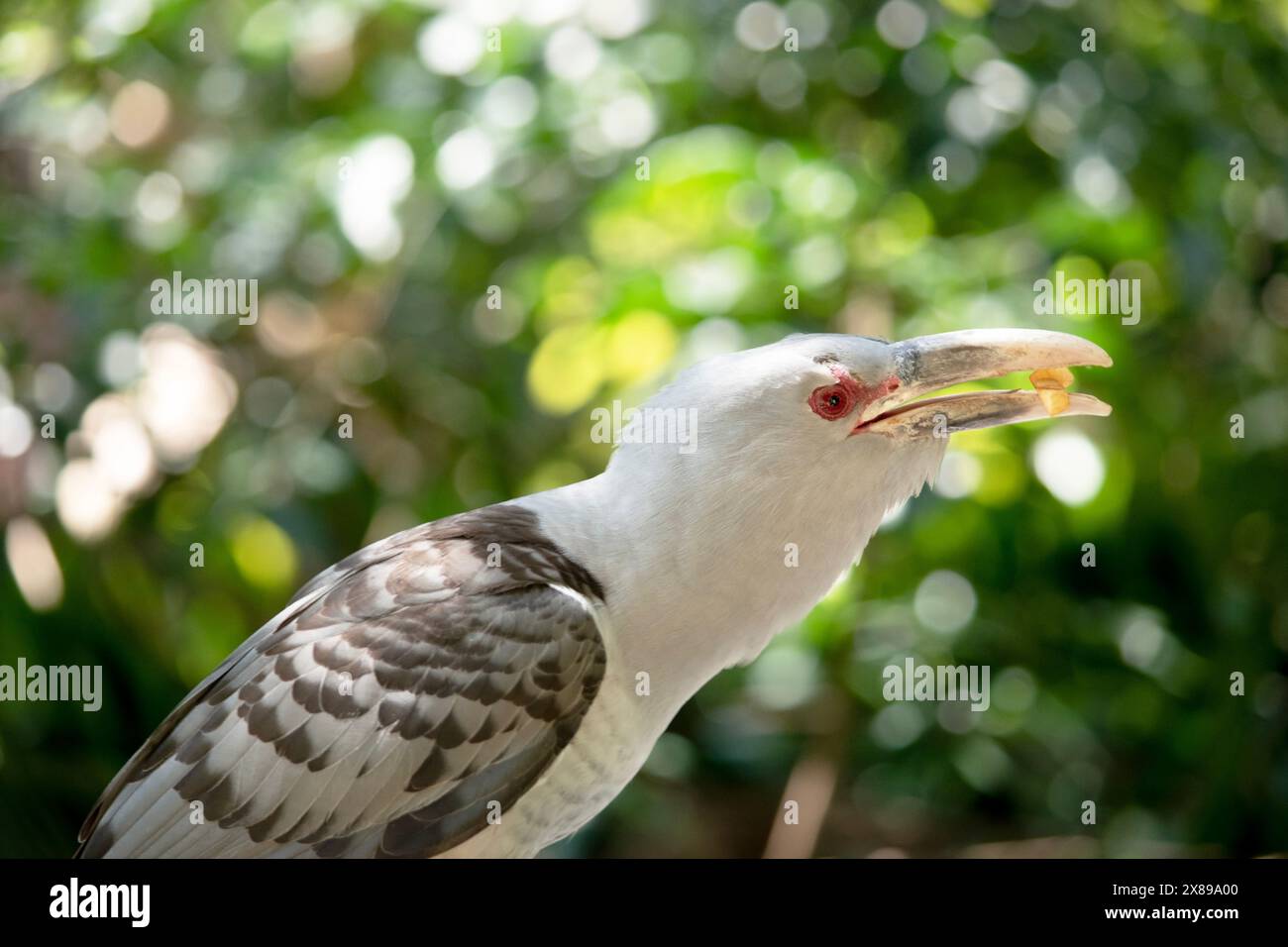 the Channel-billed Cuckoo has a massive pale, down-curved bill, grey ...