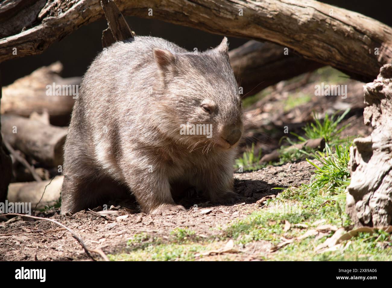 The Common Wombat has a large nose which is shiny black, much like that ...