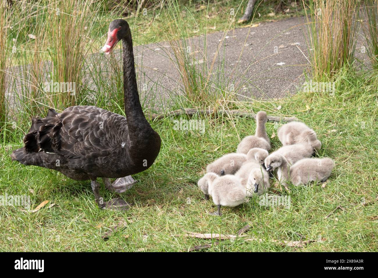Cygnets are grey when they hatch with black beaks and gradually turn ...