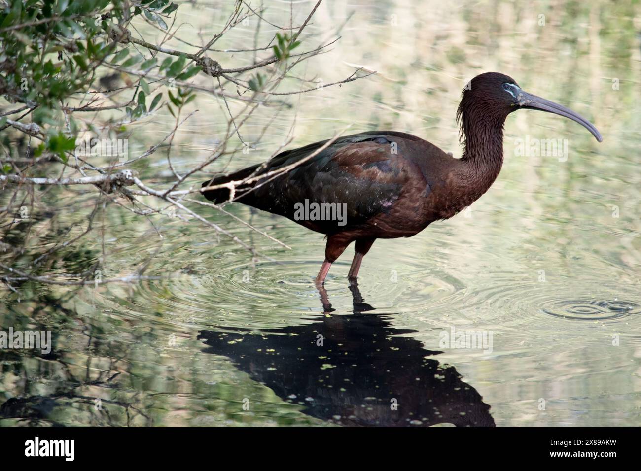 The glossy ibis neck is reddish-brown and the body is a bronze-brown ...