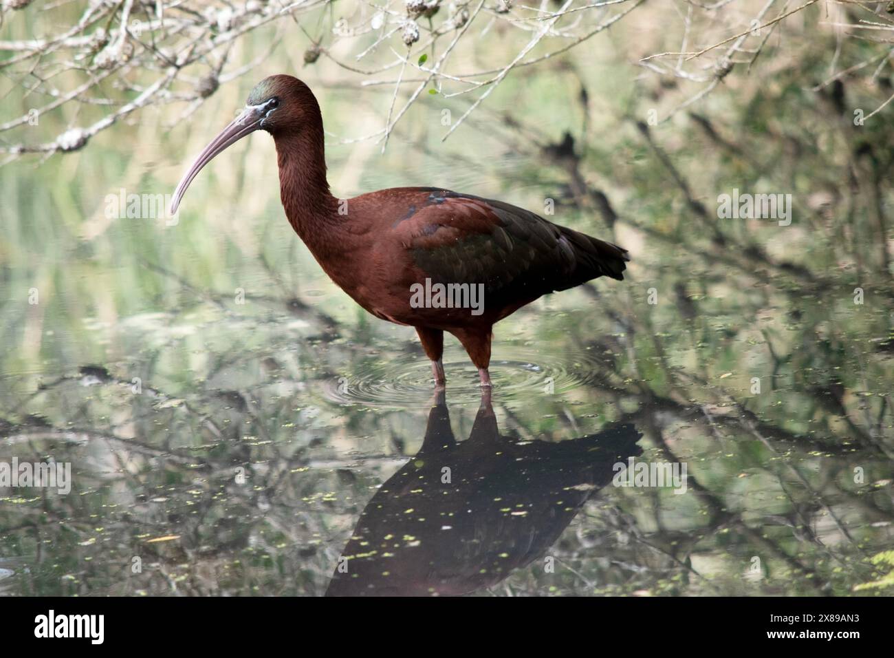 The glossy ibis neck is reddish-brown and the body is a bronze-brown ...