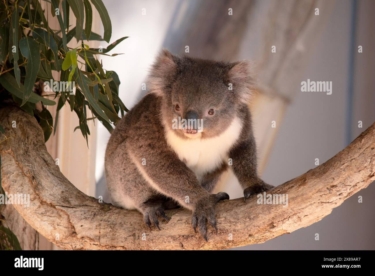 the Koala has a large round head, big furry ears and big black nose ...