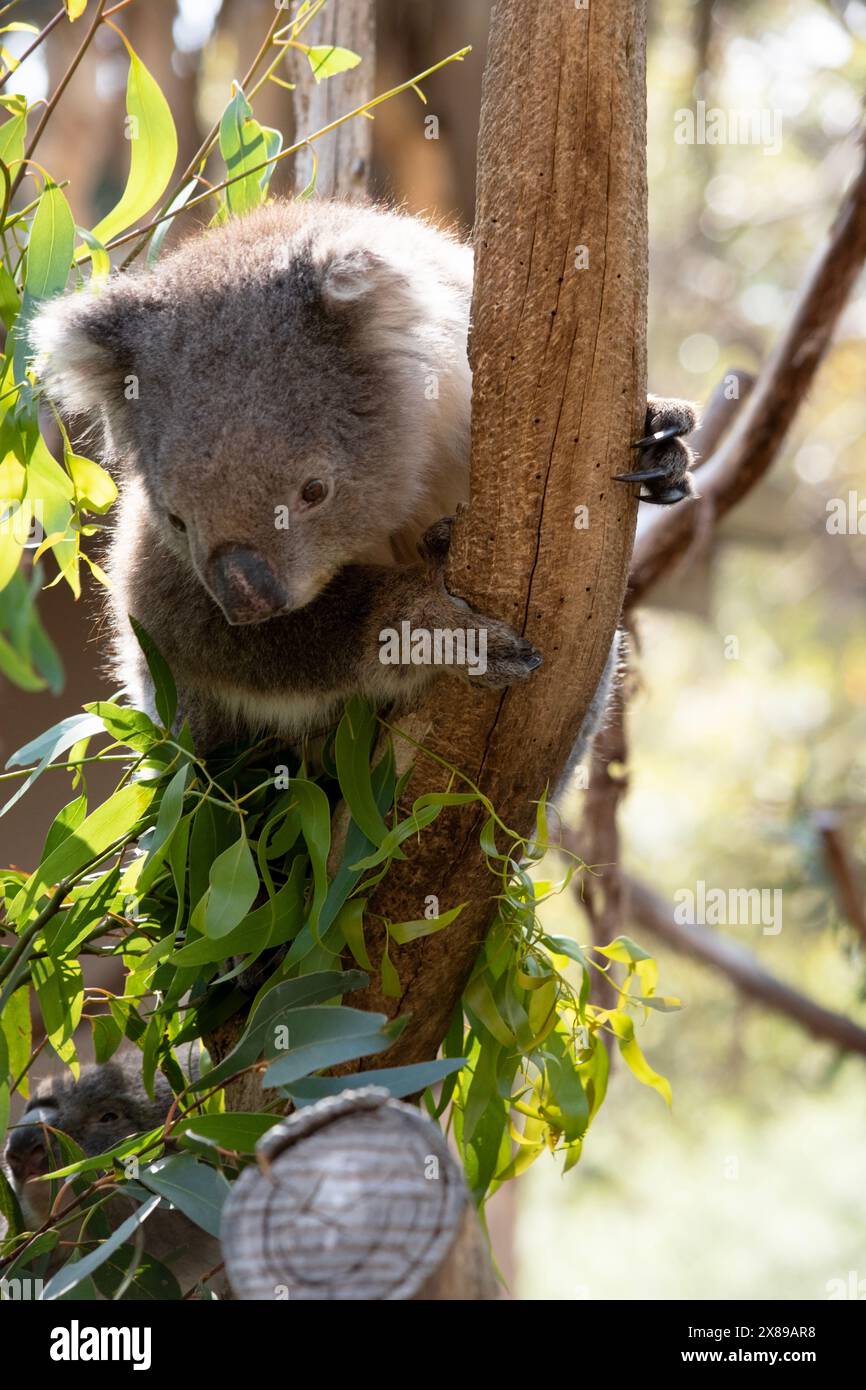 the Koala has a large round head, big furry ears and big black nose. Their fur is usually grey ...