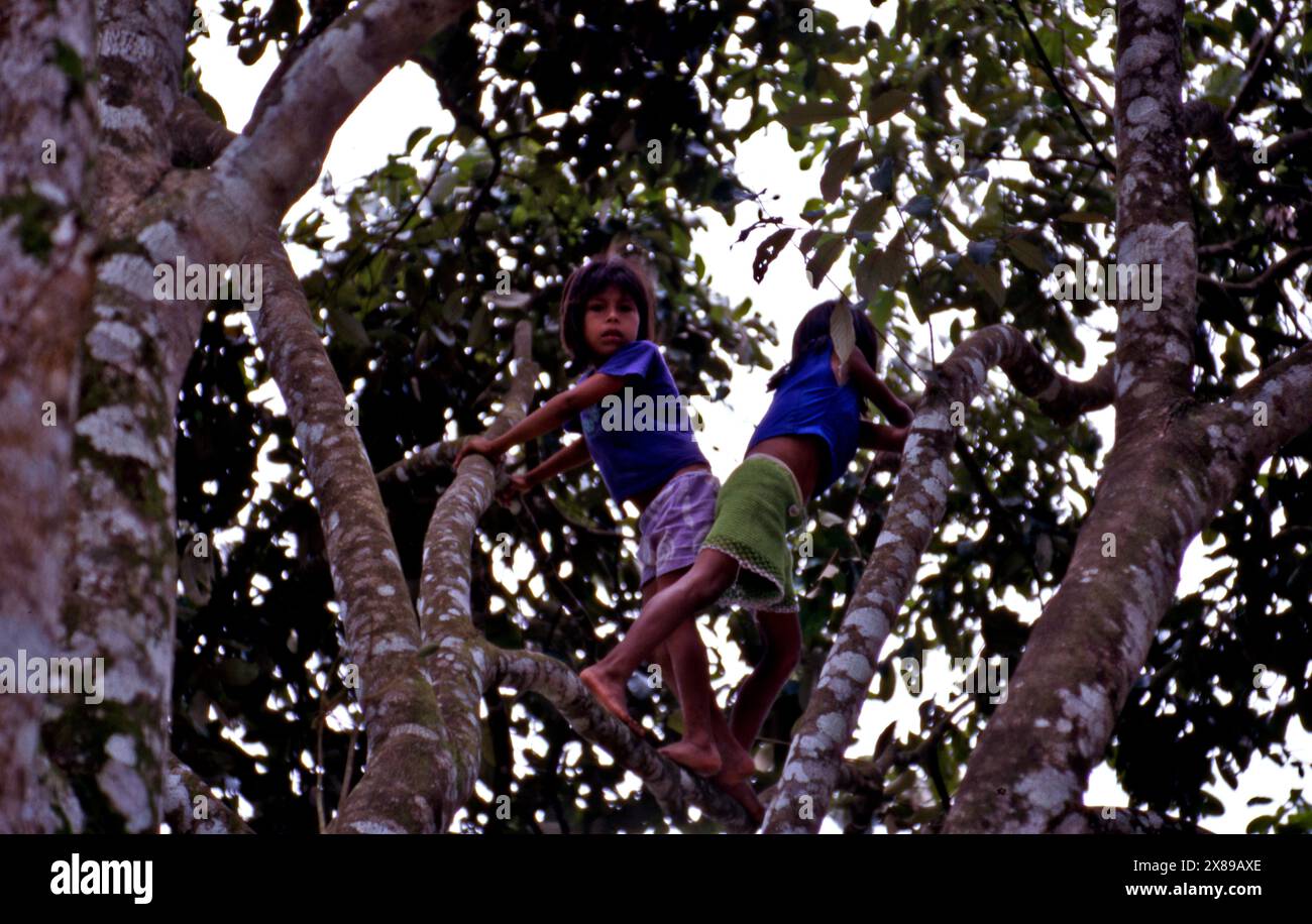 Two young, indigenous Cocama girls climbing a tree Stock Photo - Alamy