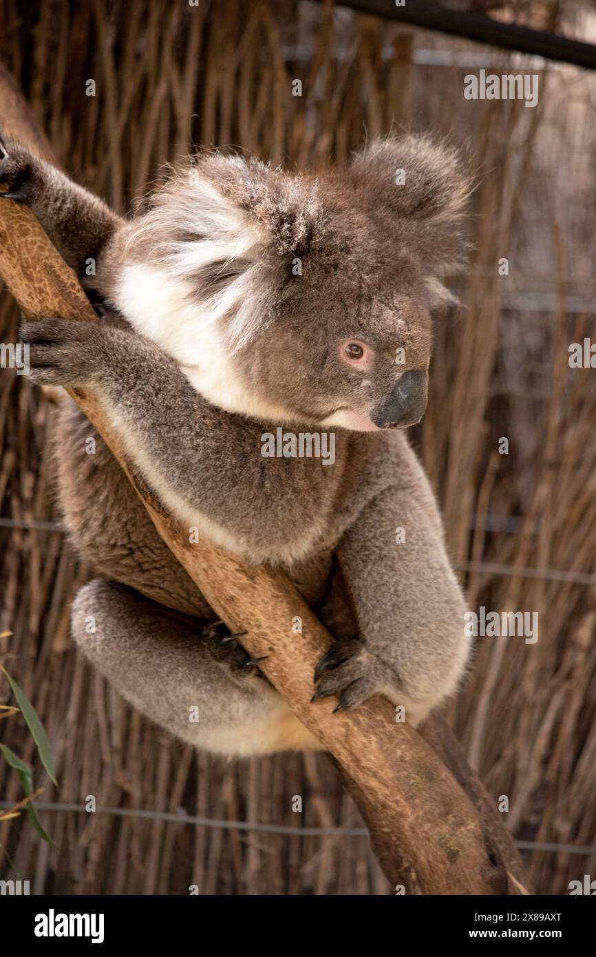 the Koala has a large round head, big furry ears and big black nose ...