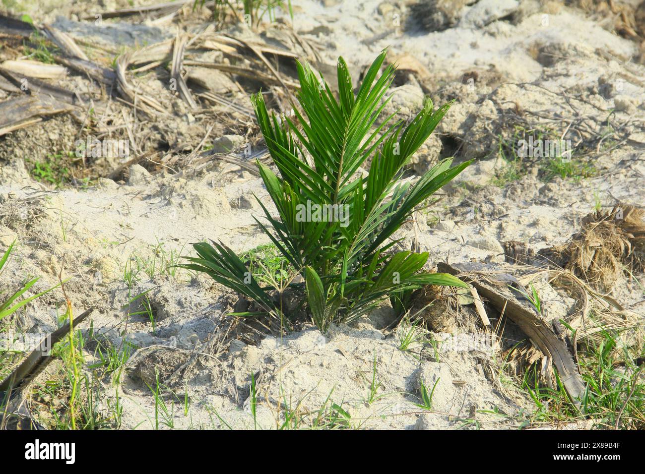 Oil palm plantations that are replanting can see oil palm trees that ...