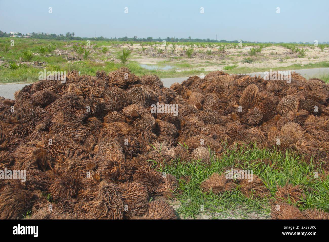 Waste from palm oil that has gone through a boiling process and ...