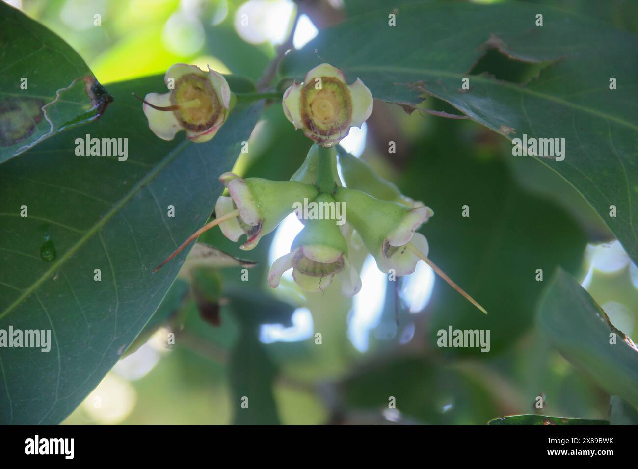 The pistils of the red water guava fruit bloom and will become fruit ...