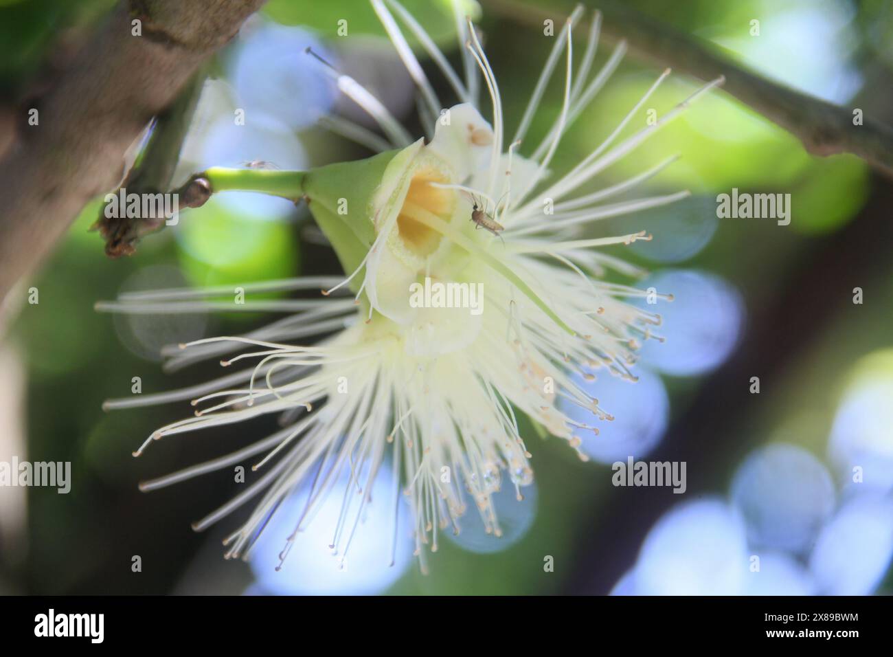 The pistils of the red water guava fruit bloom and will become fruit ...