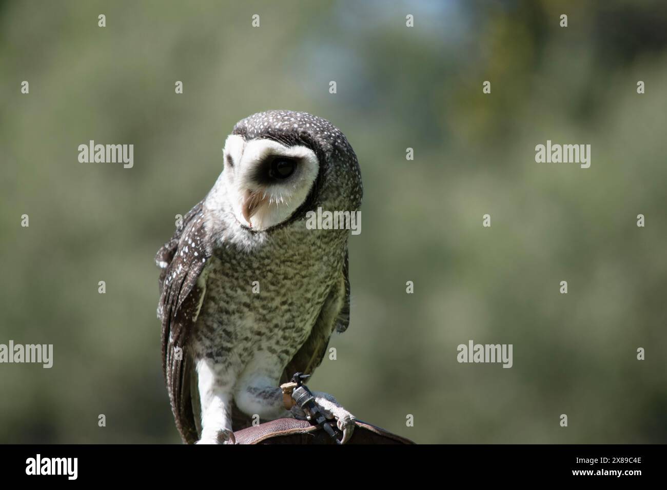 The lesser sooty owl is a dark sooty-grey in color, with large eyes in ...