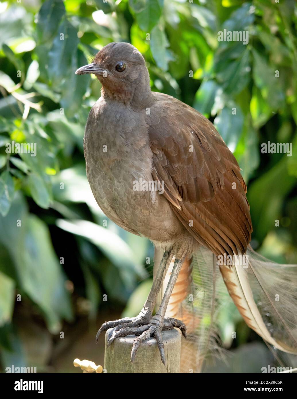 the lyre bird male has an ornate tail, with special curved feathers ...