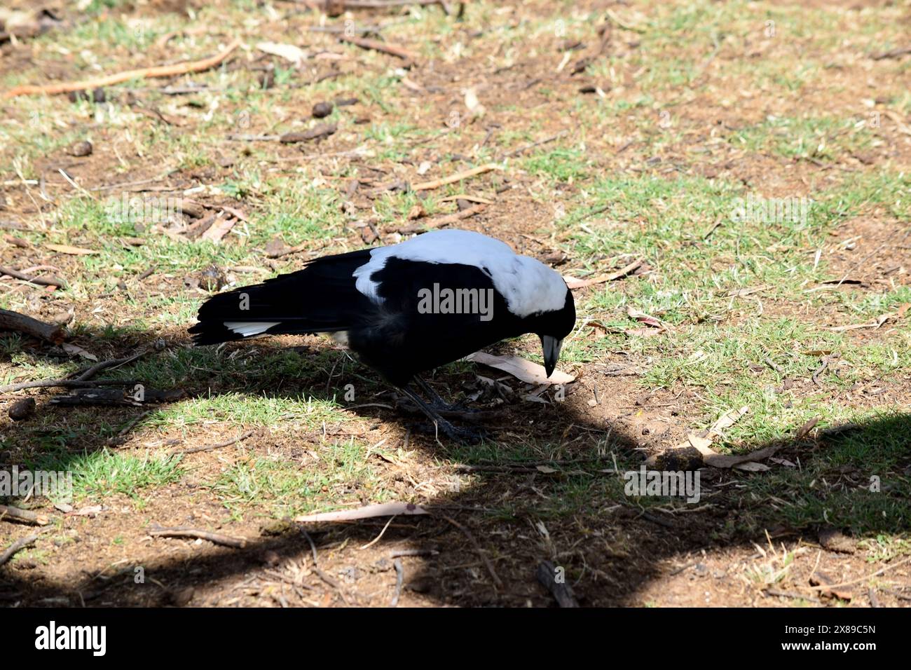 The magpie is a distinctive looking bird, with glossy black and ...