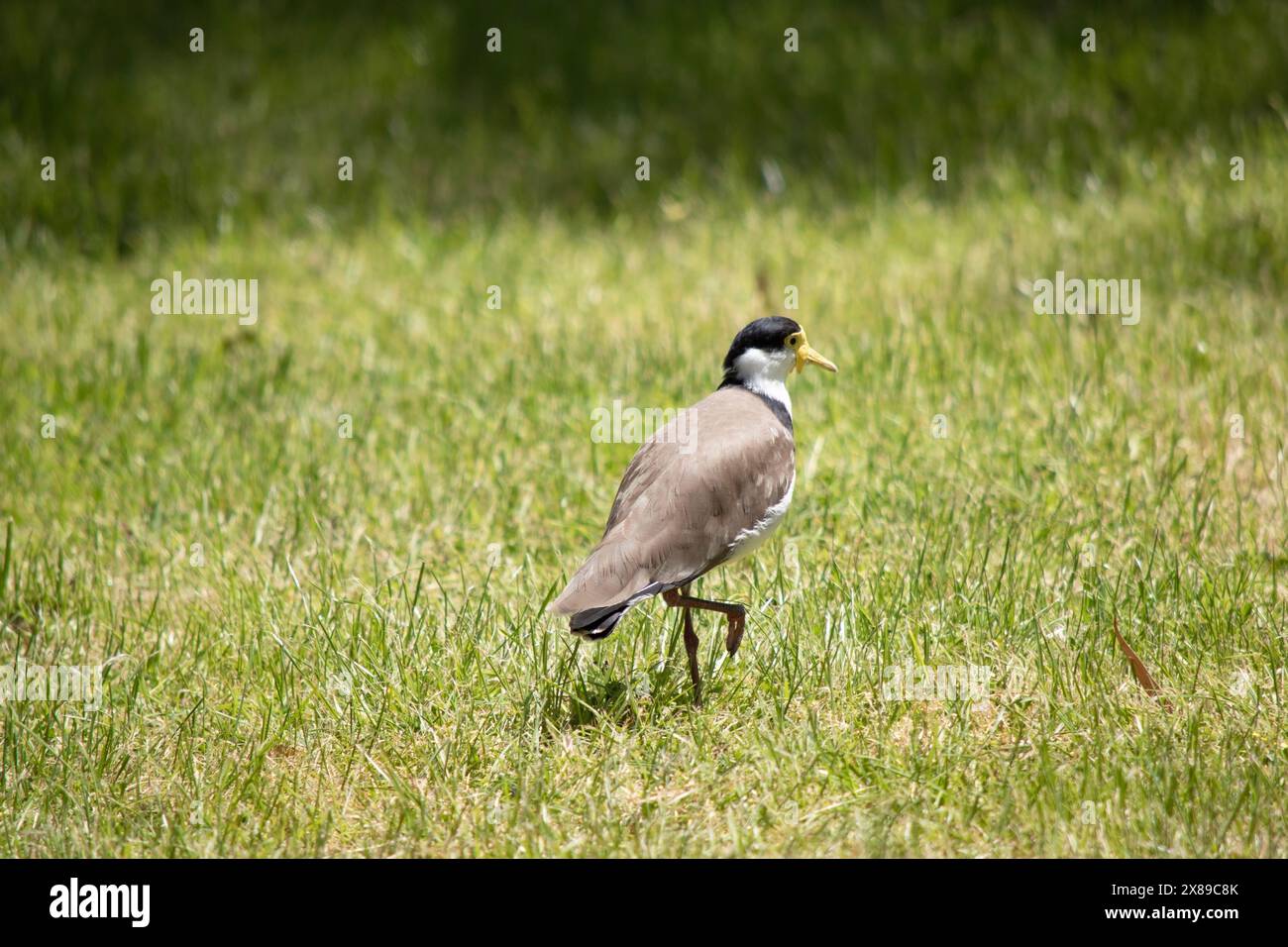 The Masked Lapwing is mainly white below, with brown wings and back and ...