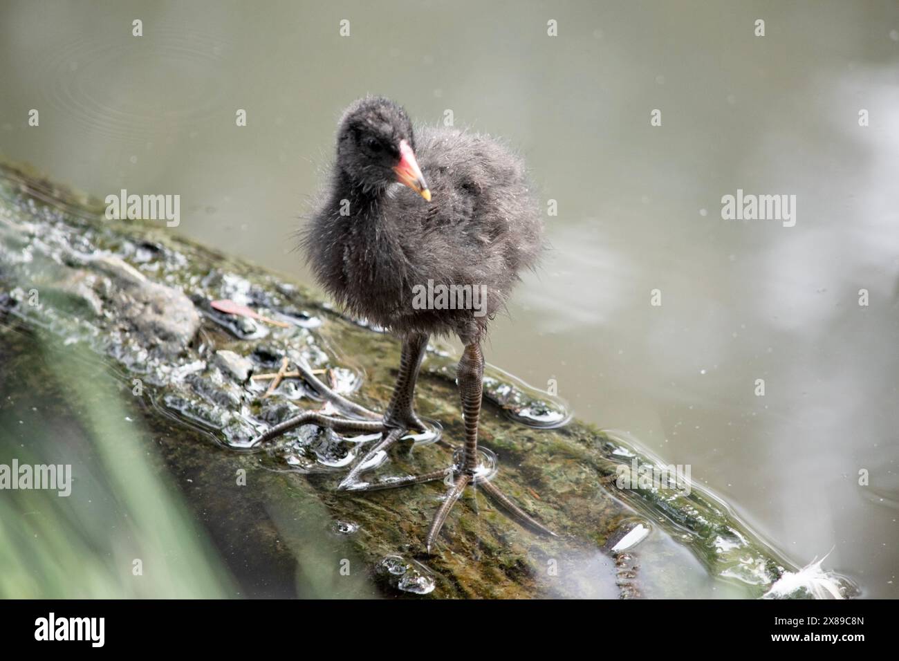 the dusky moorhen chick is a water bird which has all black fluff with ...