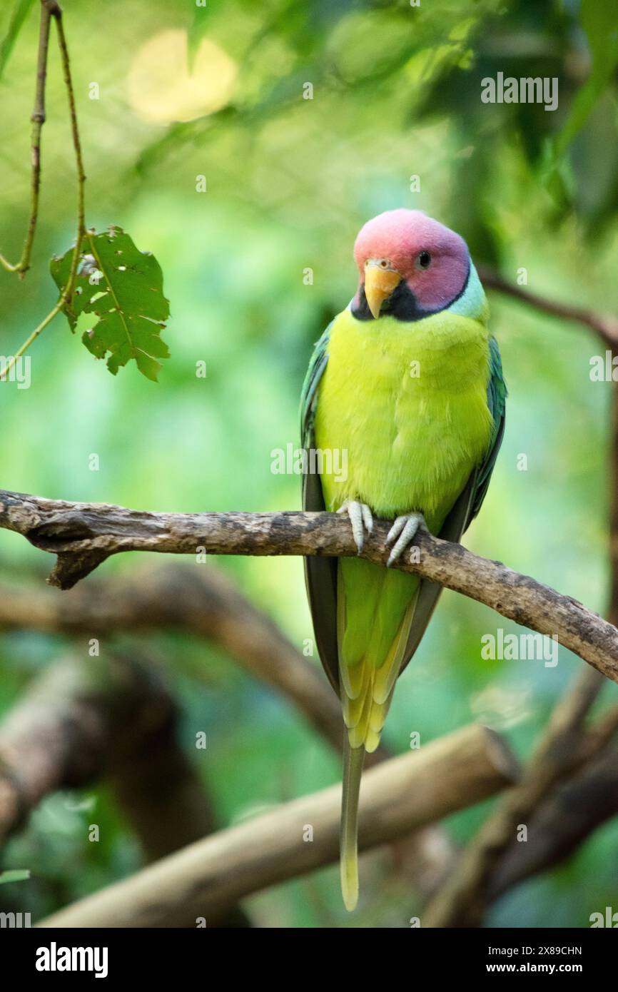 The plum-headed parakeet is a mainly green parrot. The male has a red ...
