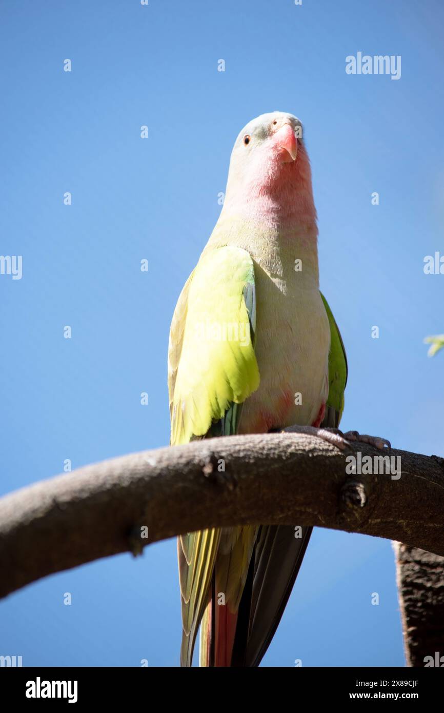 the princes parrot has a pink neck and a light blue head and green ...