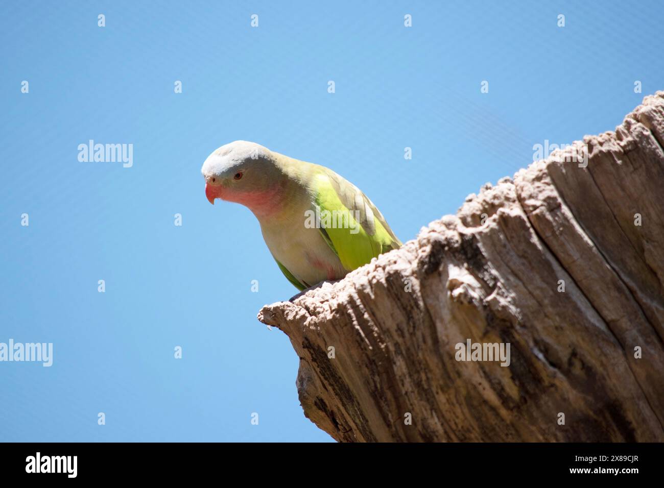 the princess parrot has a pink neck and a light blue head and green ...