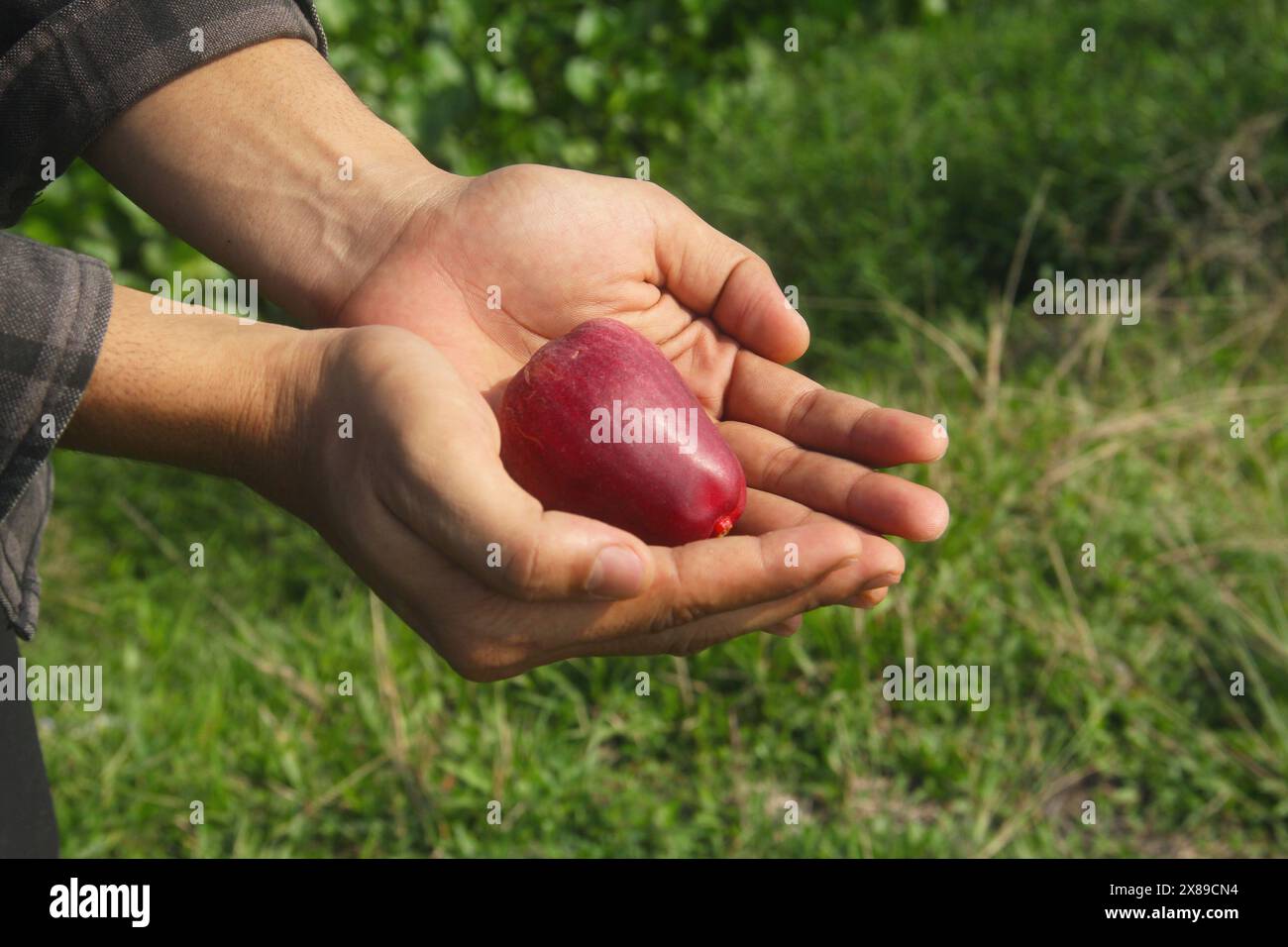 Red and ripe Jamaican water guava is ready to eat Stock Photo - Alamy