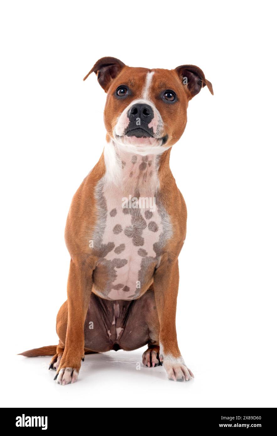 staffordshire bull terrier in front of white background Stock Photo - Alamy