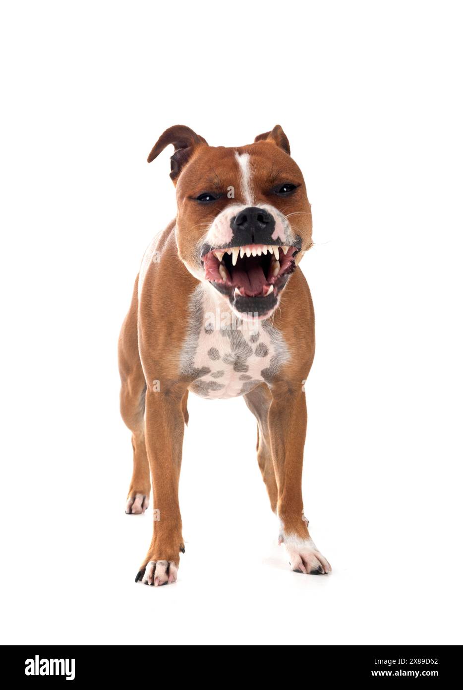 staffordshire bull terrier in front of white background Stock Photo - Alamy