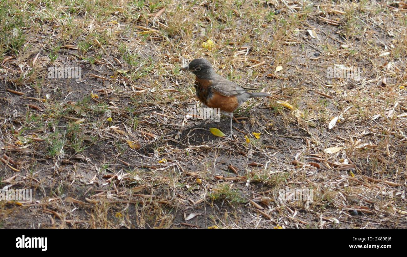 Las Vegas, Nevada, USA 14th May 2024 Bird at Actress/Entertainer Debbie Reynolds and ...