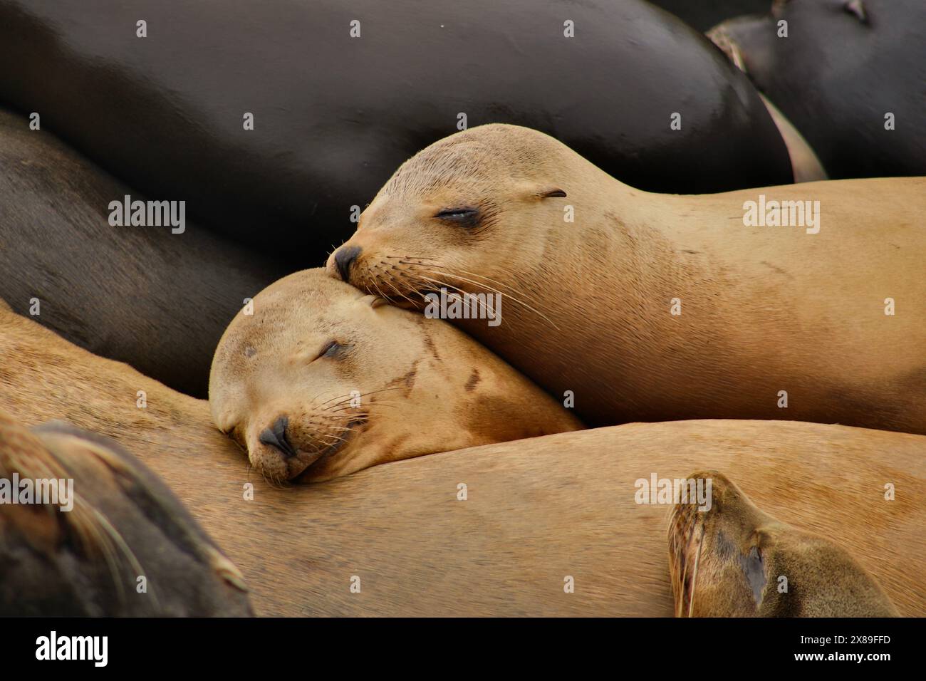 Sea Lion cuddles Stock Photo - Alamy