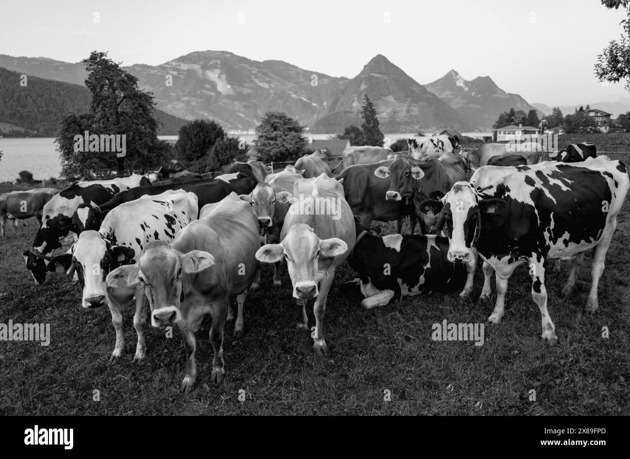 Cattle Cow Grazing On Farmland Grazing Cows In A Meadow With Grass Cows Herd On A Grass Field