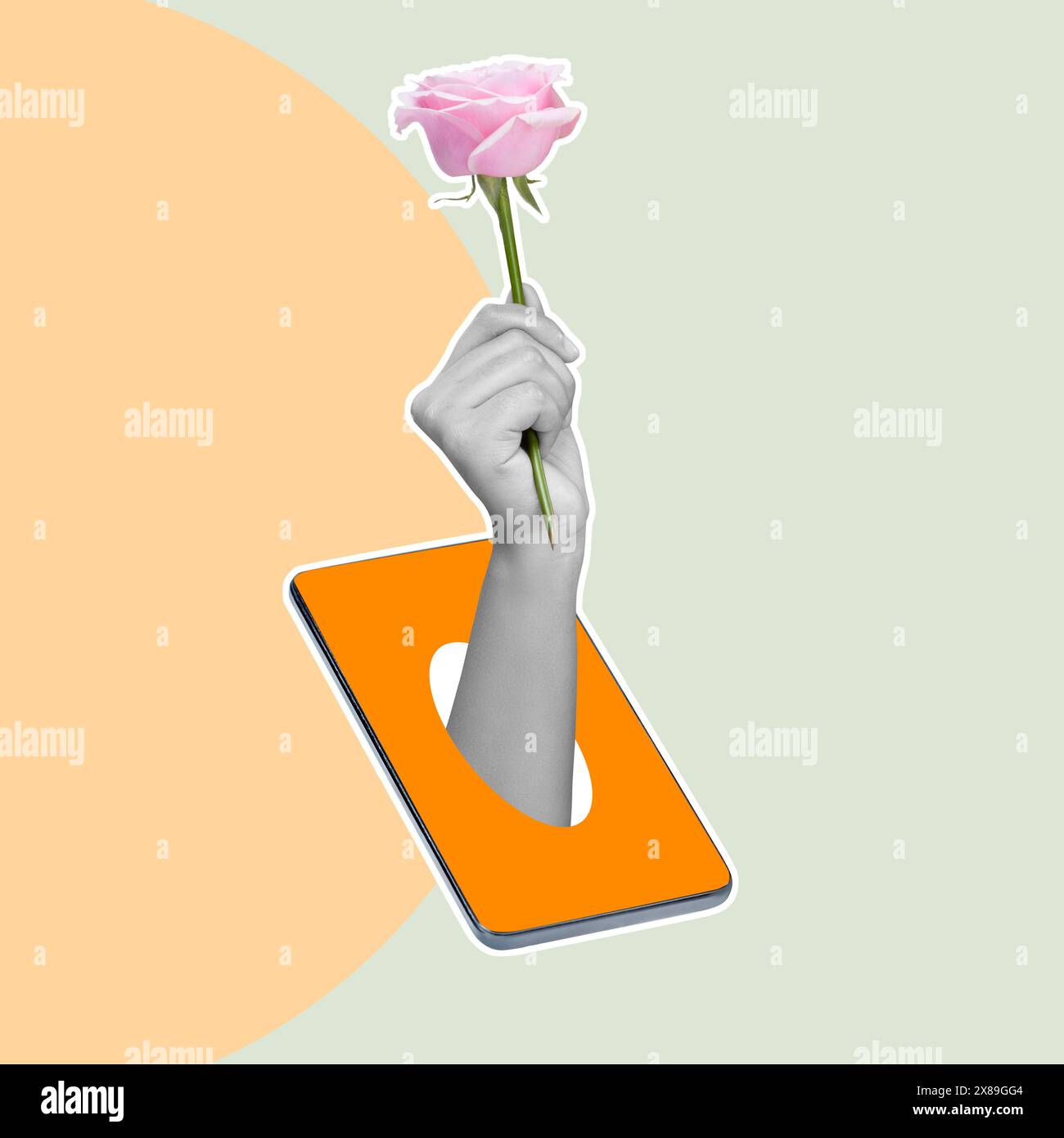 A human hand holding a pink rose flower through a mobile phone screen ...