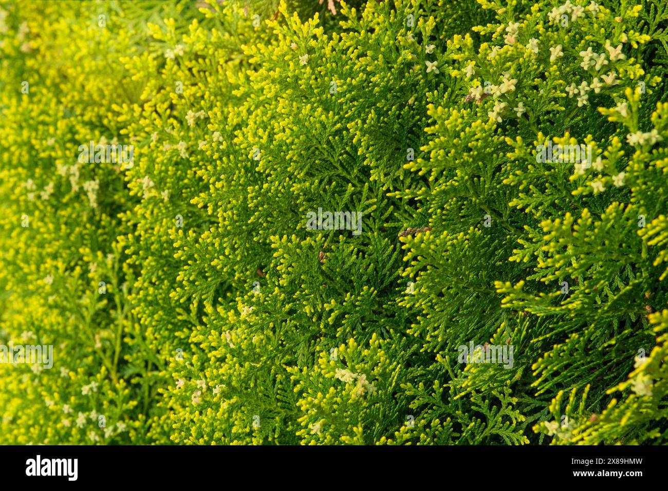 Cedar cypress leaf evergreen hi-res stock photography and images - Alamy