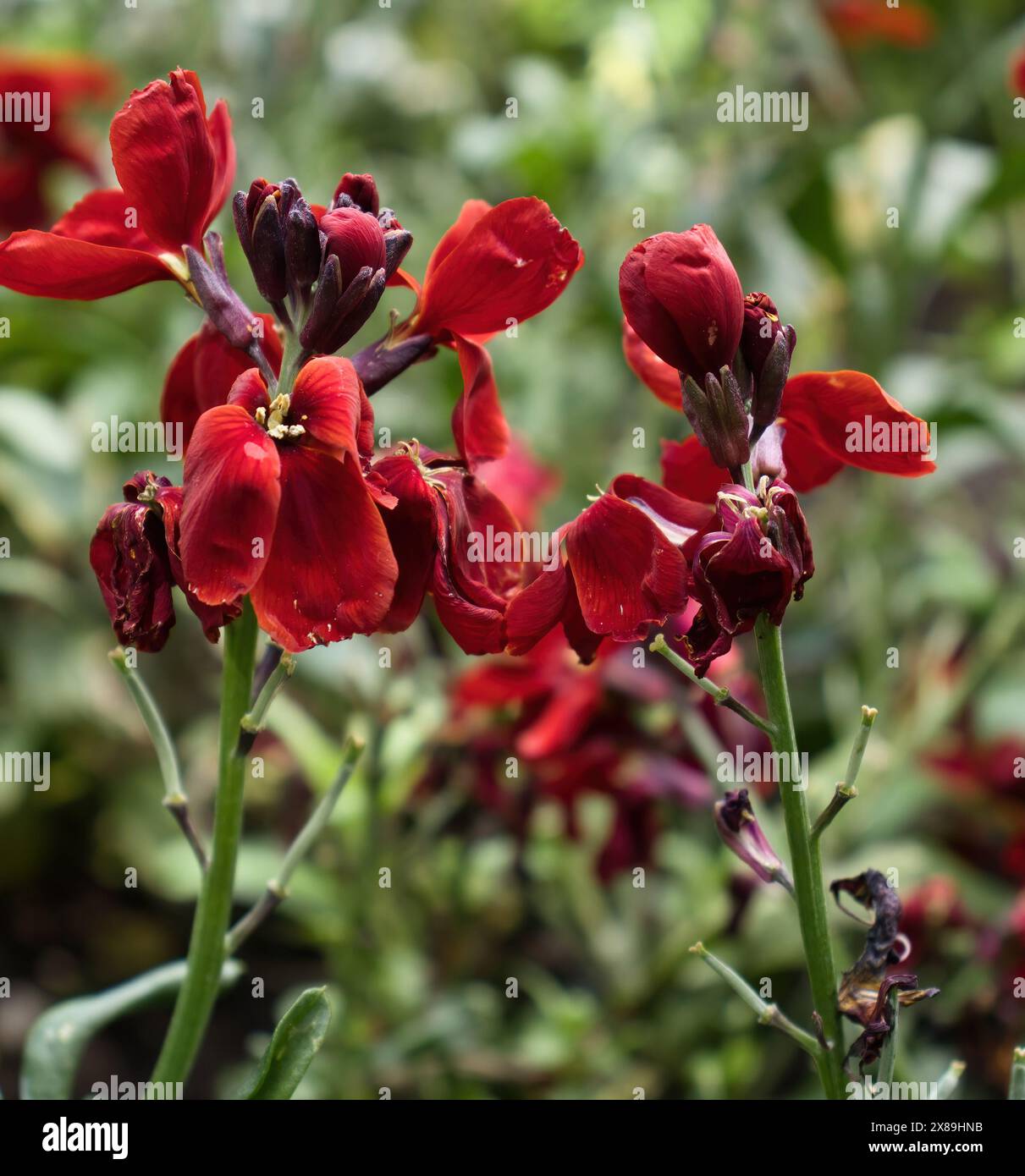 Red Wallflower, Erysimum cheiri, in the Hermannshof Gardens in Weinheim ...