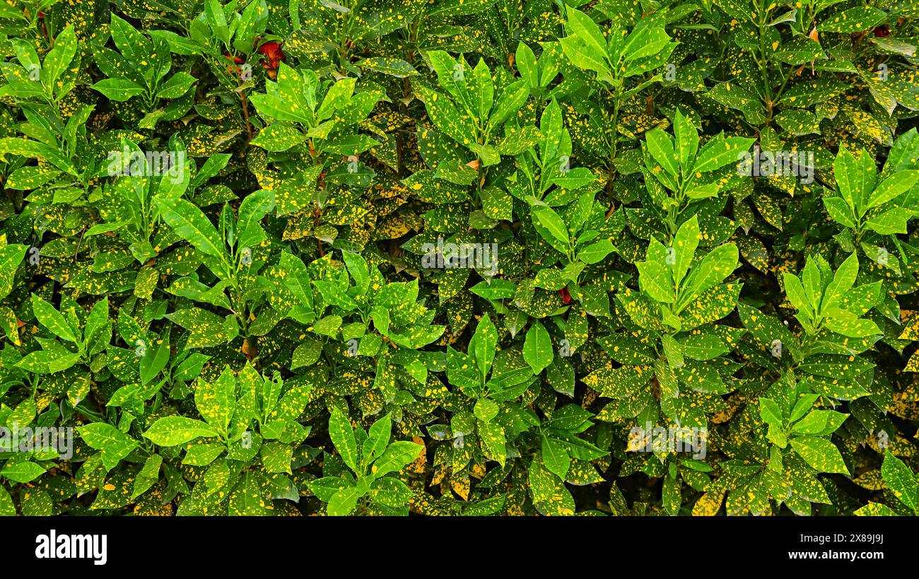Aucuba japonica, commonly called spotted laurel, Japanese laurel ...
