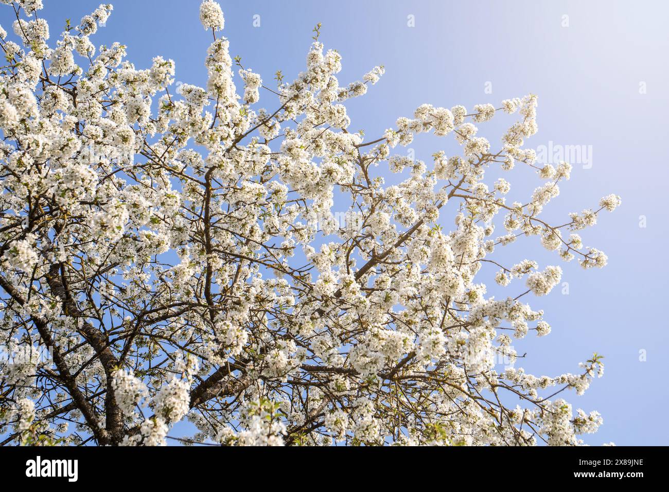 Big apple tree with flowers in early spring. fruit growing and garden ...
