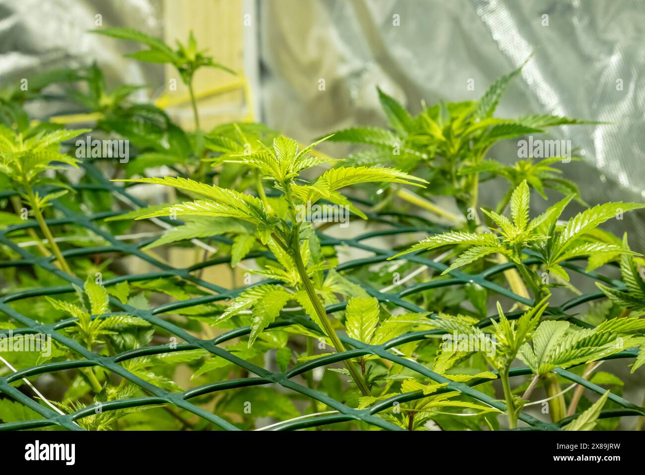 SoG Sea of Green net hemp cultivation technique. Growing pot in growtent indoors Vegetative ...