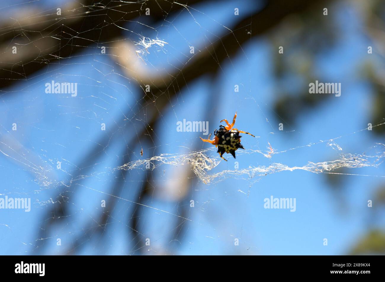 Six Horned or Six Spined Spiders (Gasteracantha Minax) are pretty - and ...