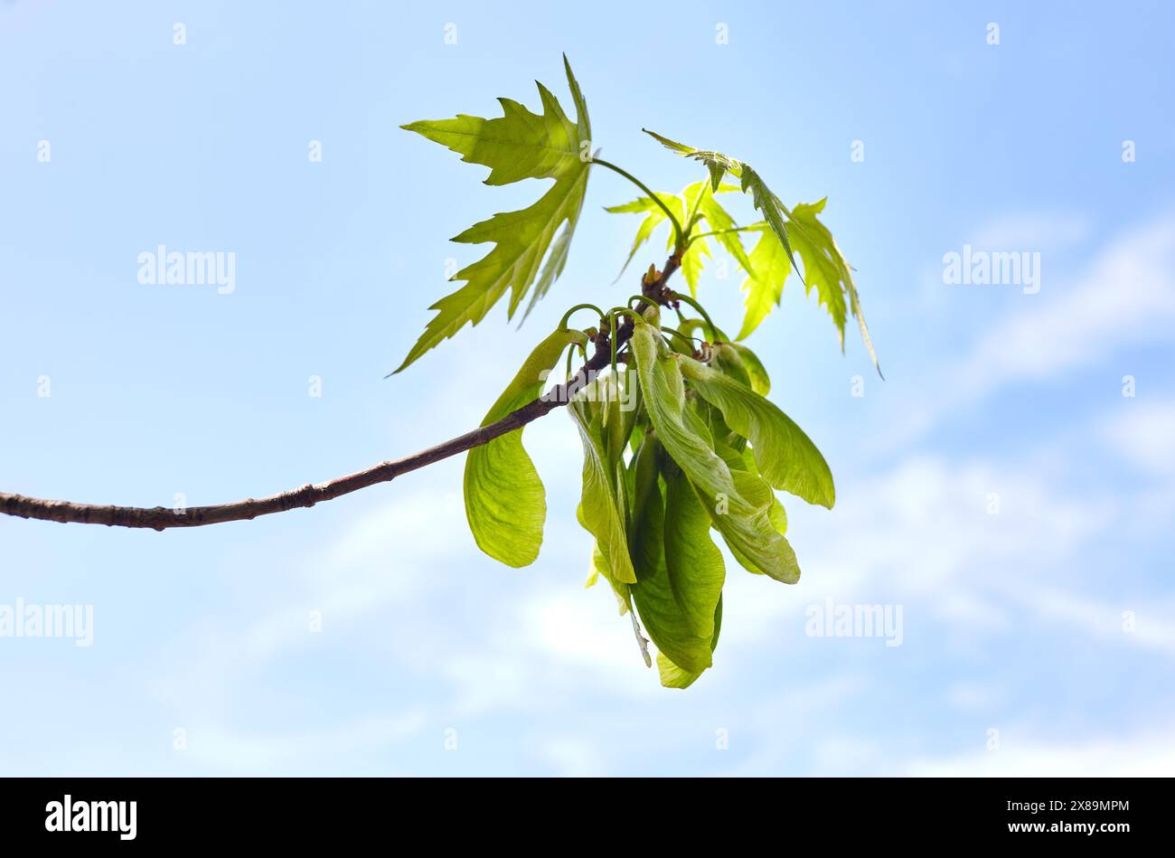Leaves and seeds of Box elder (Acer negundo) or ash-leaved maple at ...