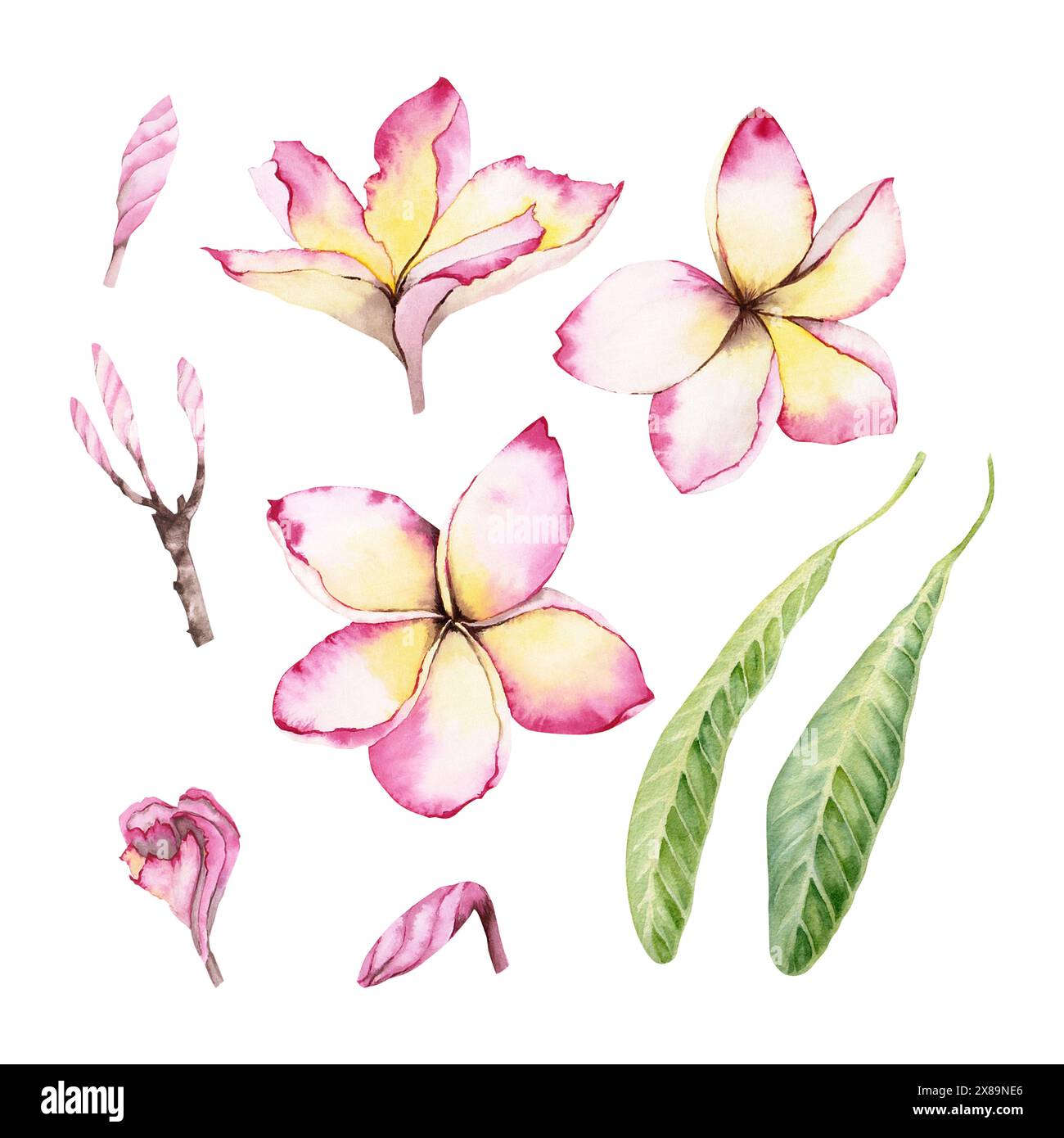 Plumeria flowers and green leaves tropical set. Frangipani tree clip ...