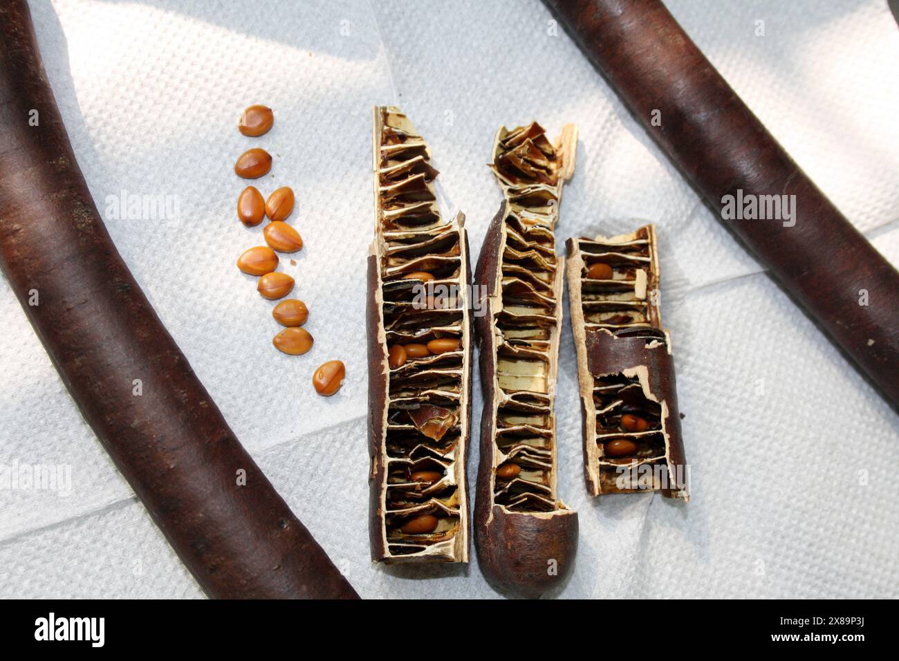 Indian laburnum hi-res stock photography and images - Alamy