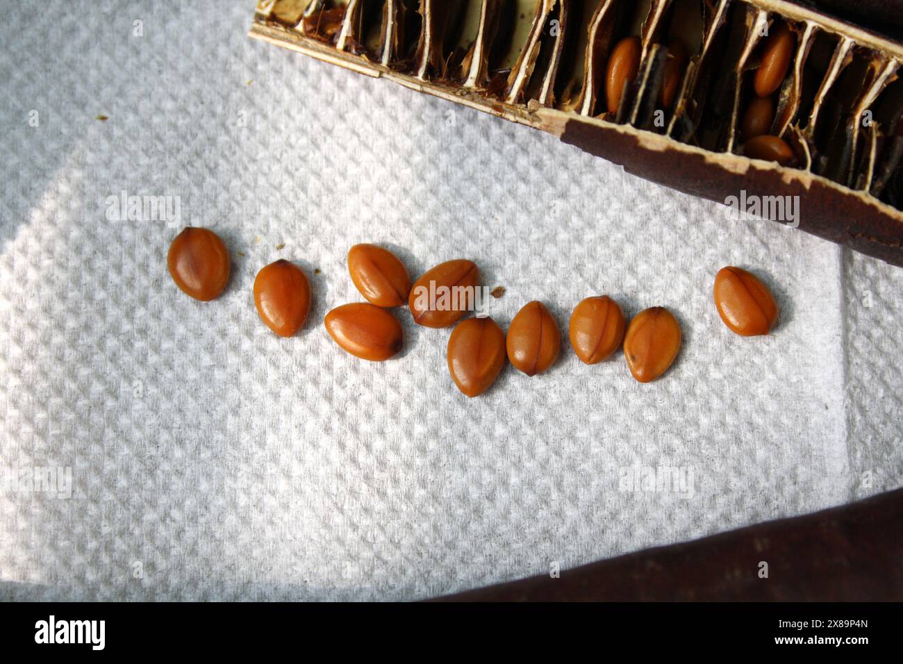 Indian laburnum hi-res stock photography and images - Alamy