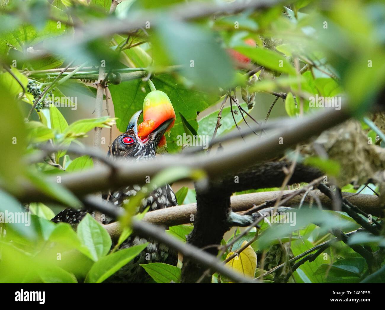 Indian koel habitat hi-res stock photography and images - Alamy