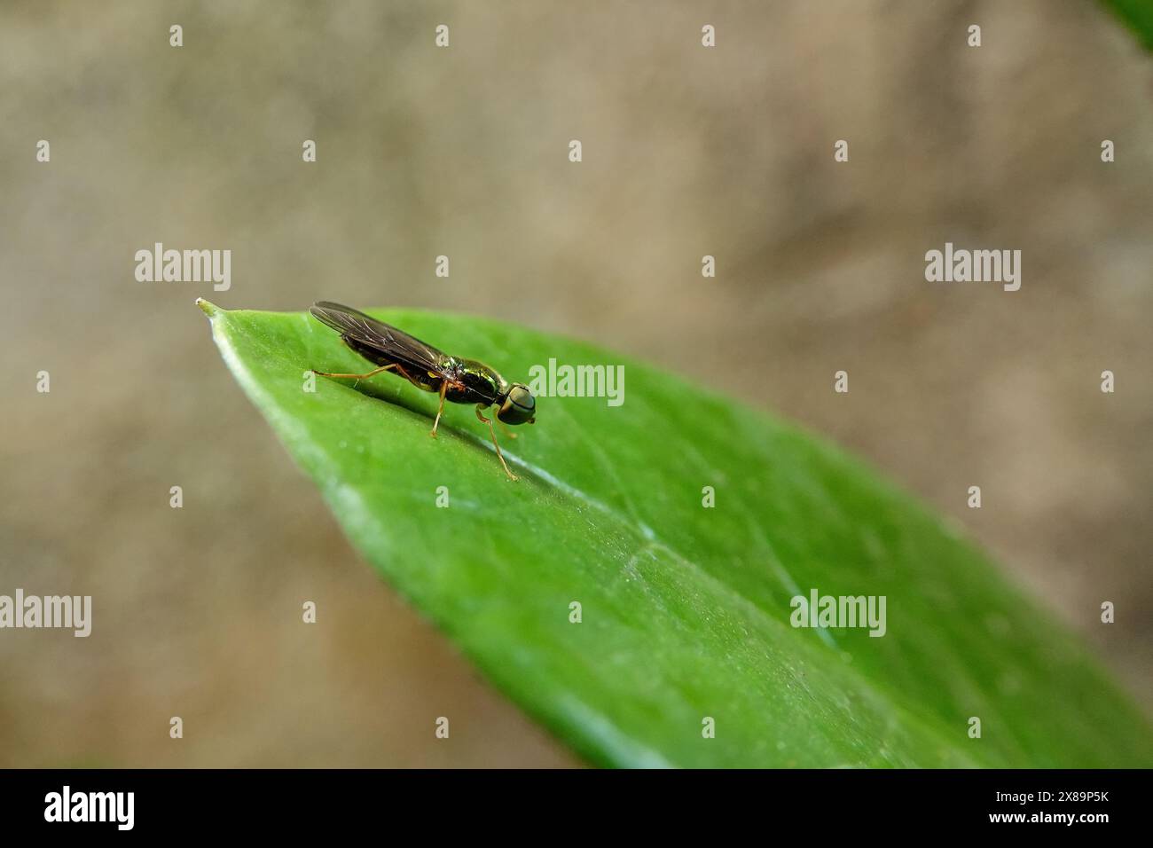 Unveiling the Elegance of the Orient: The Slender Grace of ...