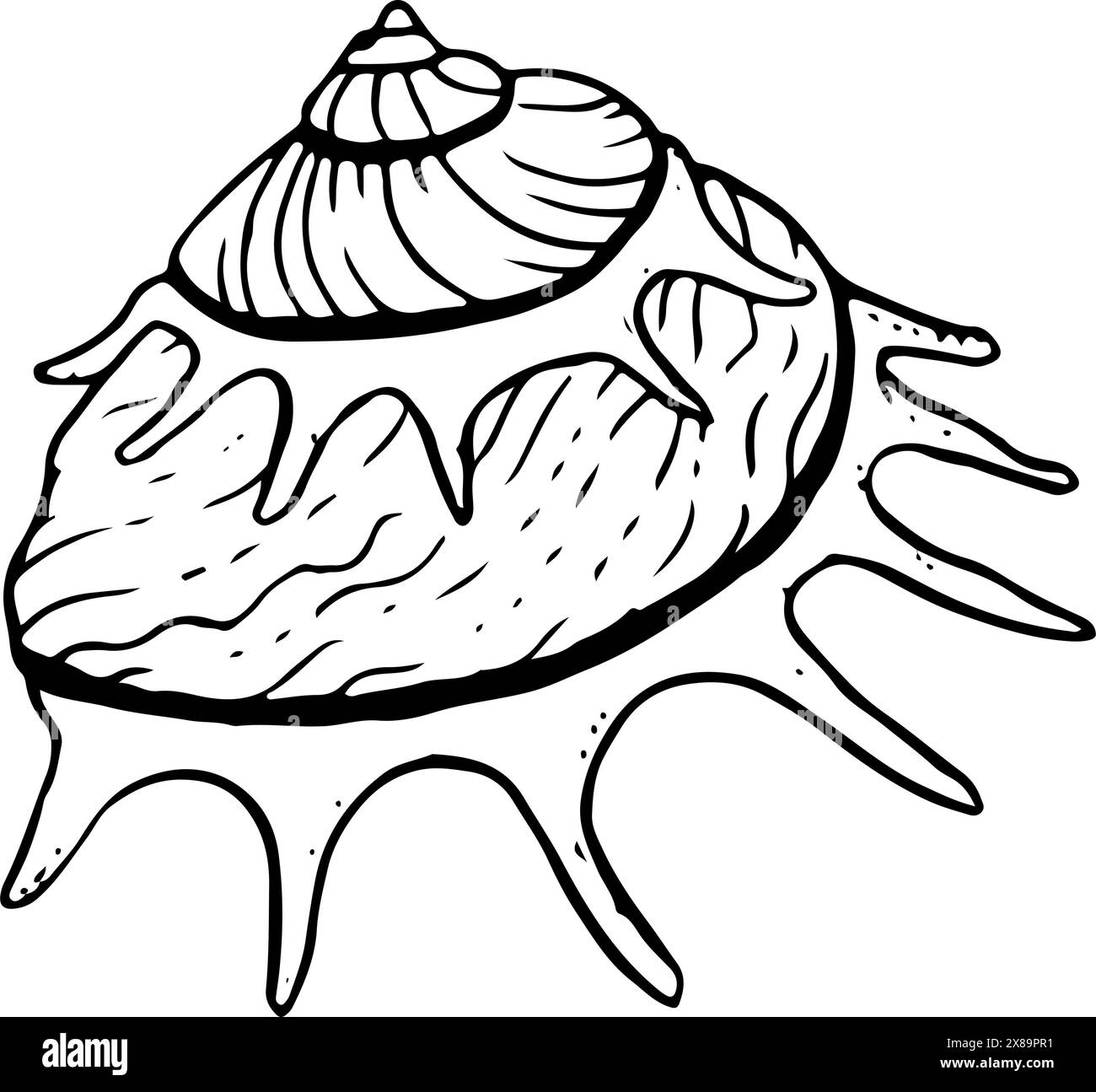 Spiral Sea Shell Monochrome Sun Carrier Mollusk Stock Vector Image And Art Alamy
