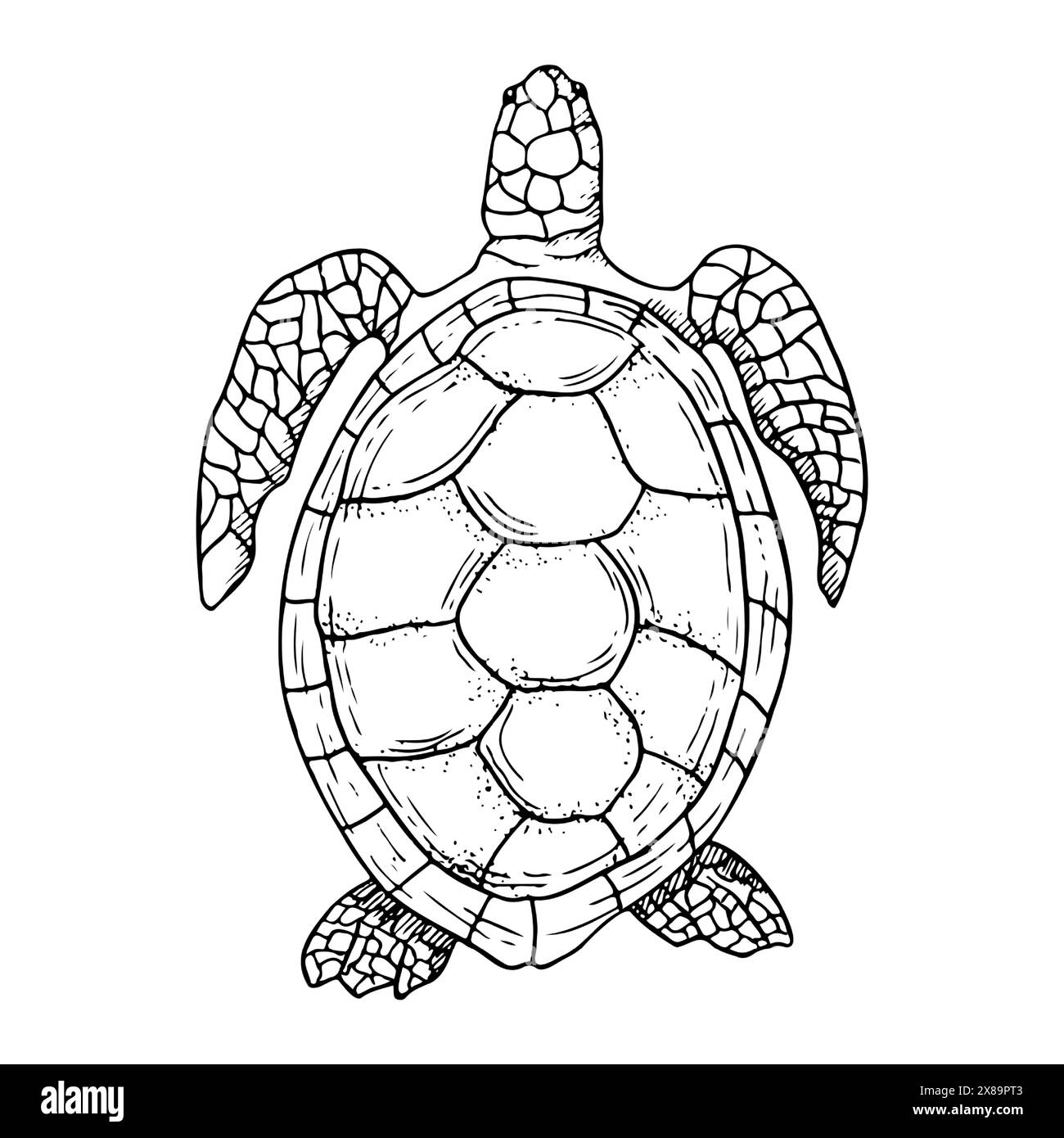 Sea turtle black and white ink marine animal Stock Vector Image & Art ...