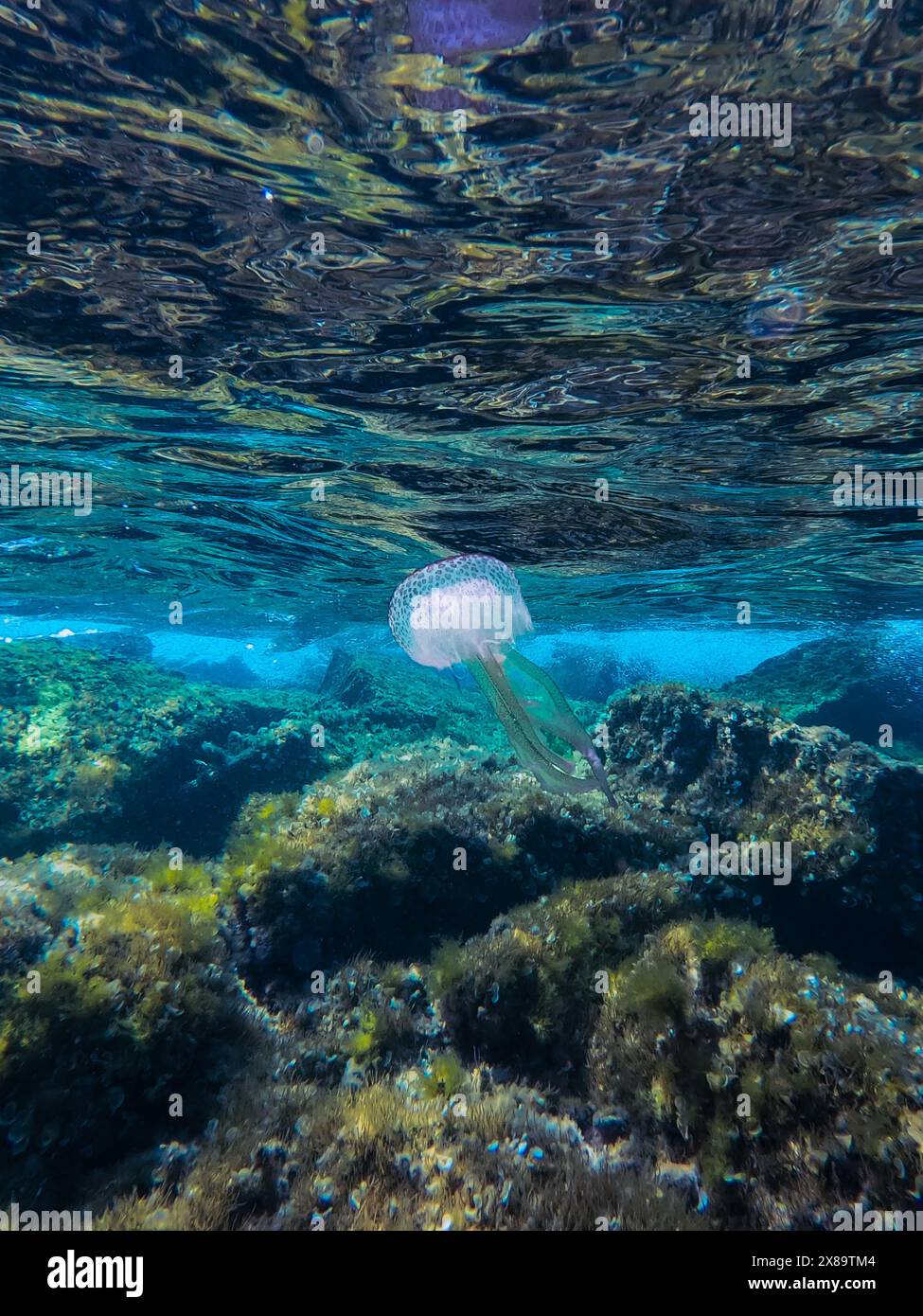 Jellyfish Pelagia noctiluca, also known as mauve stinger or purple ...